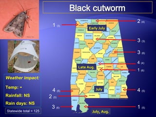 Peanut insect pests | PPT