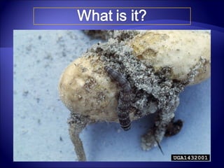 Peanut insect pests | PPT