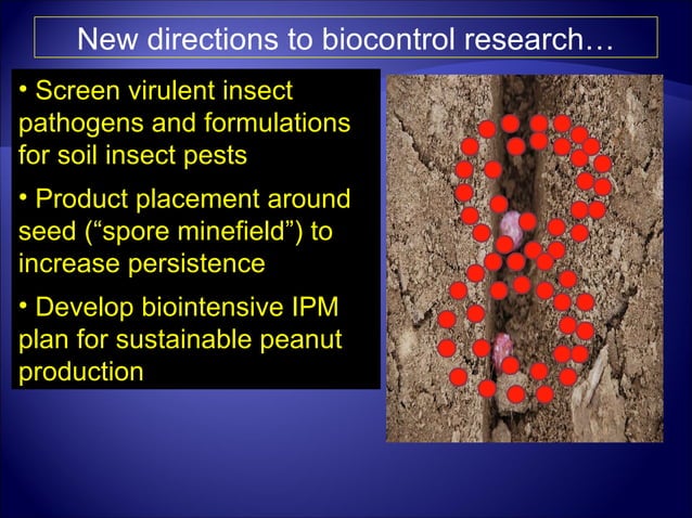 Peanut insect pests | PPT | Agriculture | Industries