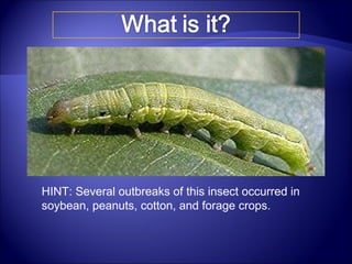 Peanut insect pests | PPT