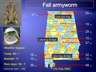 Peanut insect pests | PPT