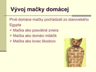 Mačka domáca | PPT