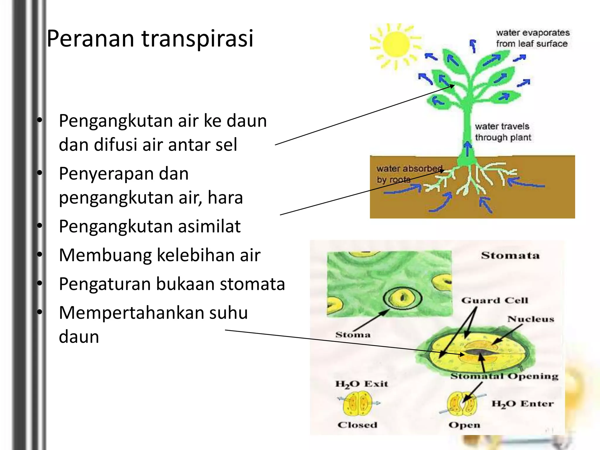 fisiologi tumbuhan | PPTX