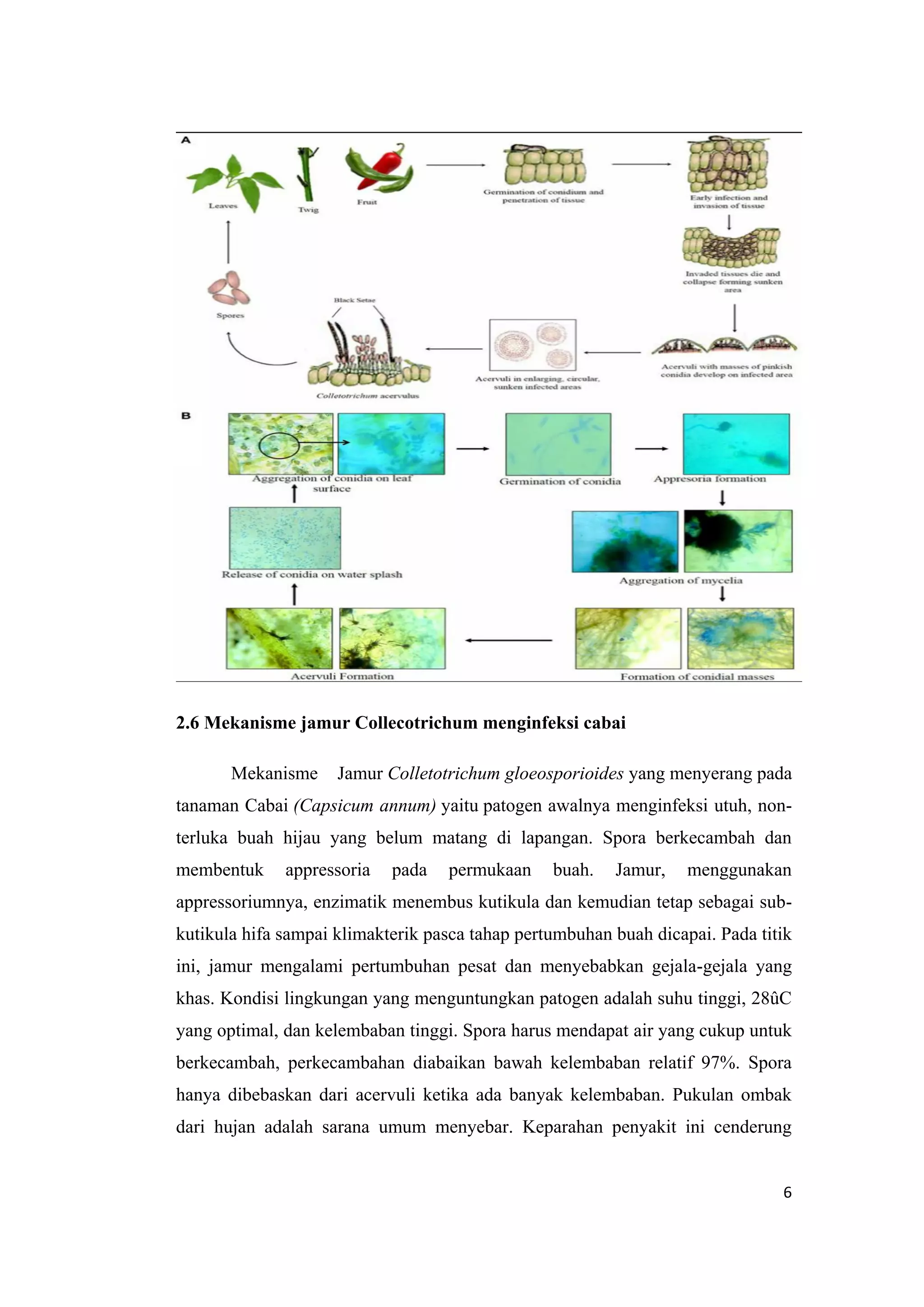 Makalah ilmu penyakit tumbuhan | PDF