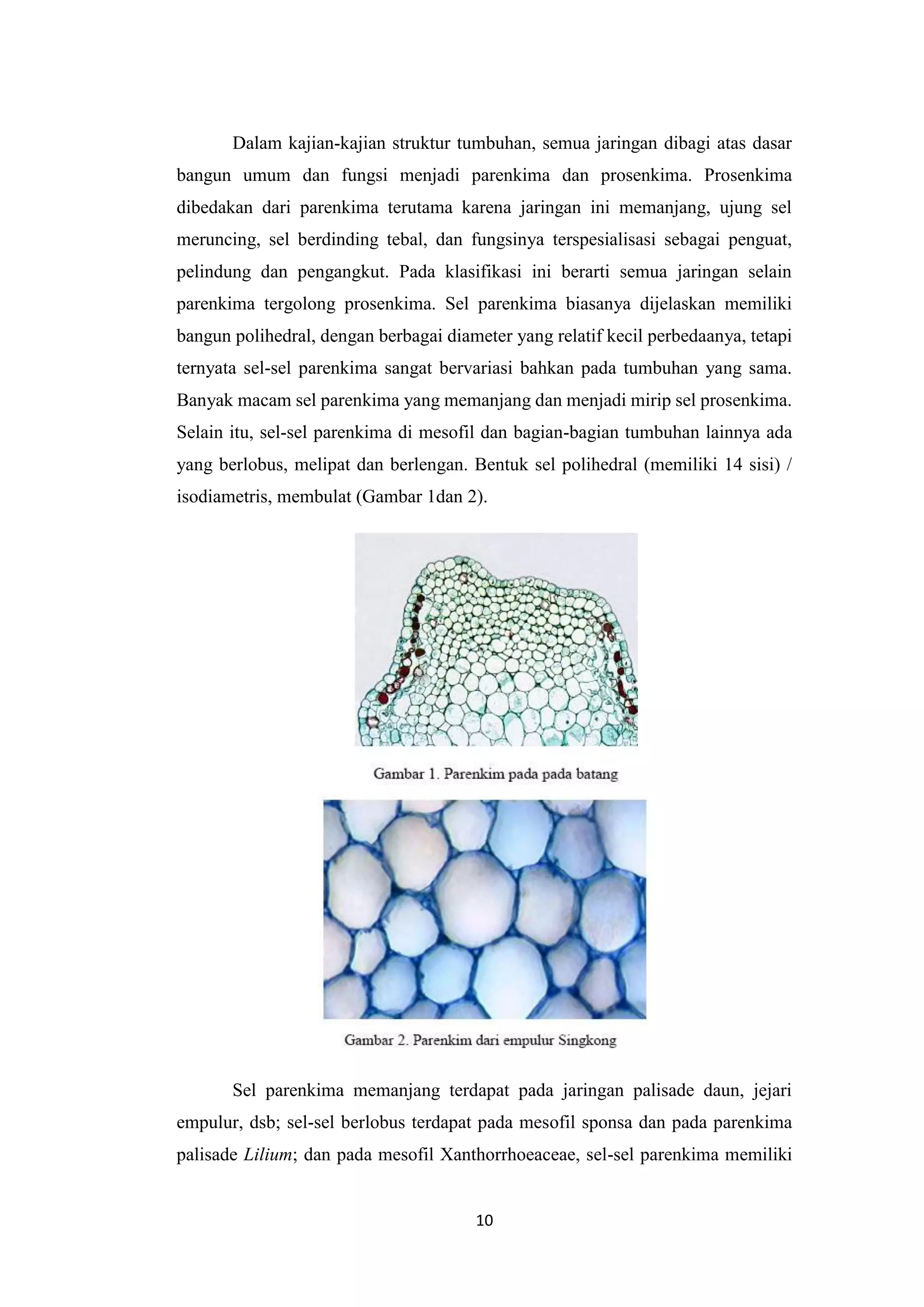 makalah Jaringan Parenkim anggi pradana.docx