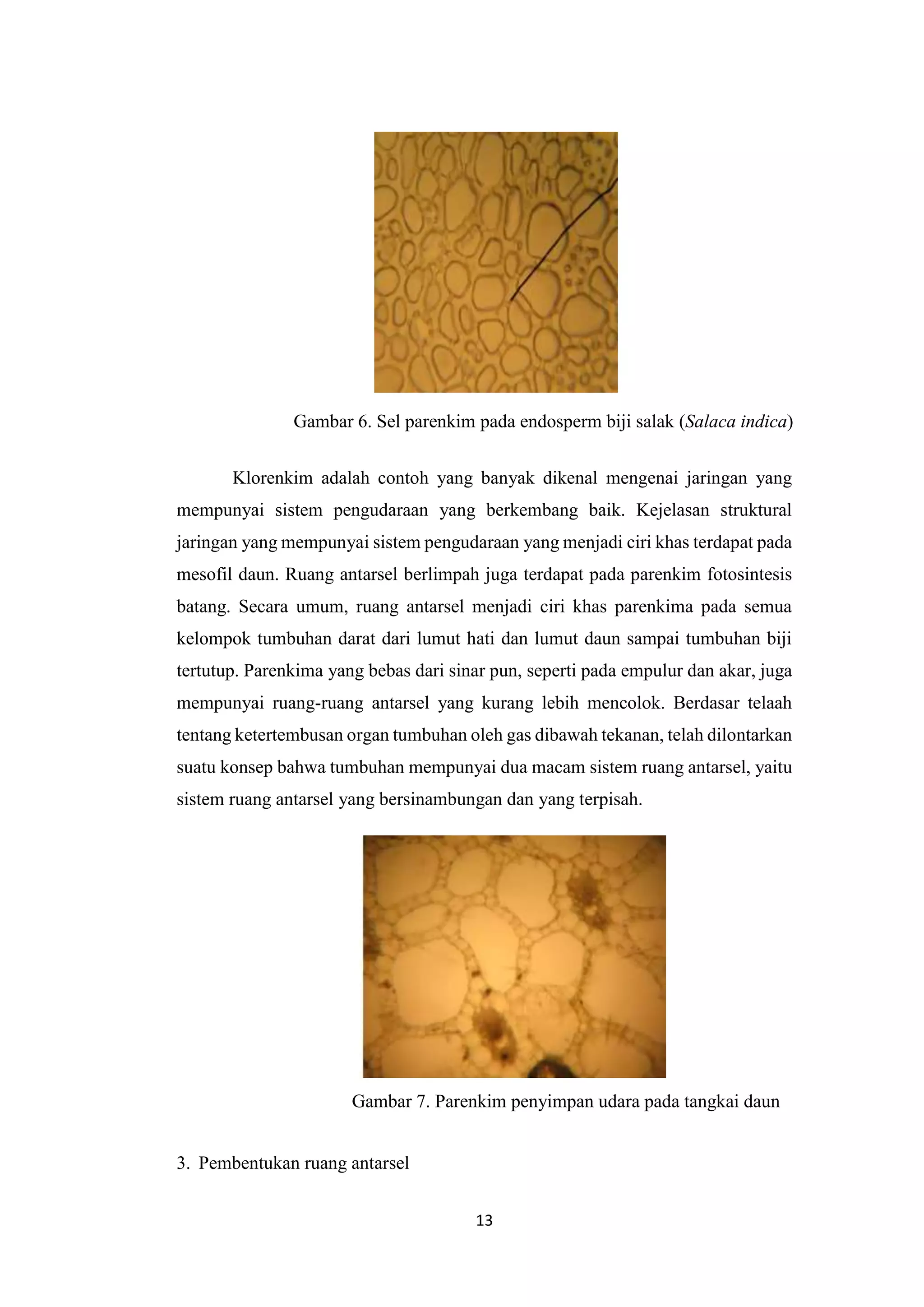 makalah Jaringan Parenkim anggi pradana.docx