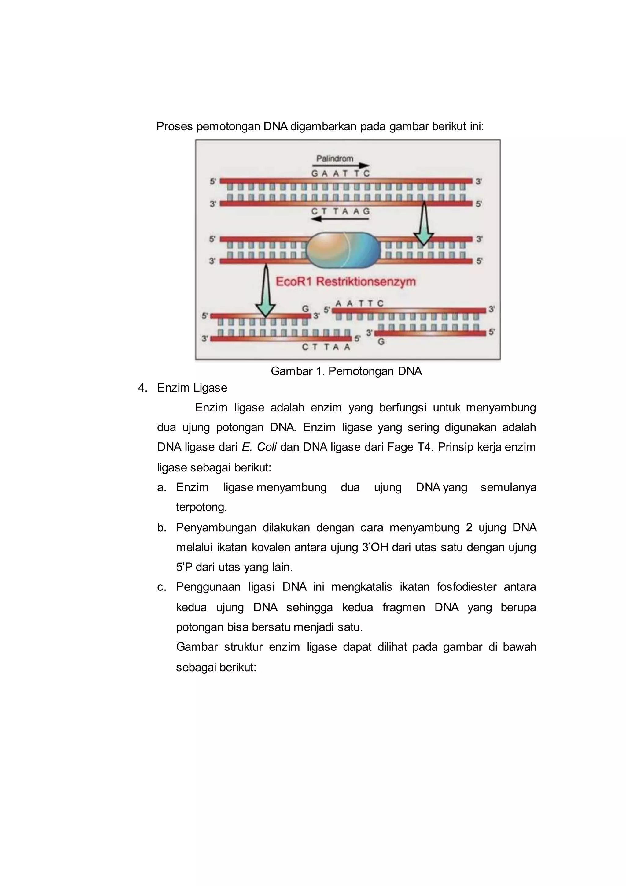 DNA Rekombinan | DOCX