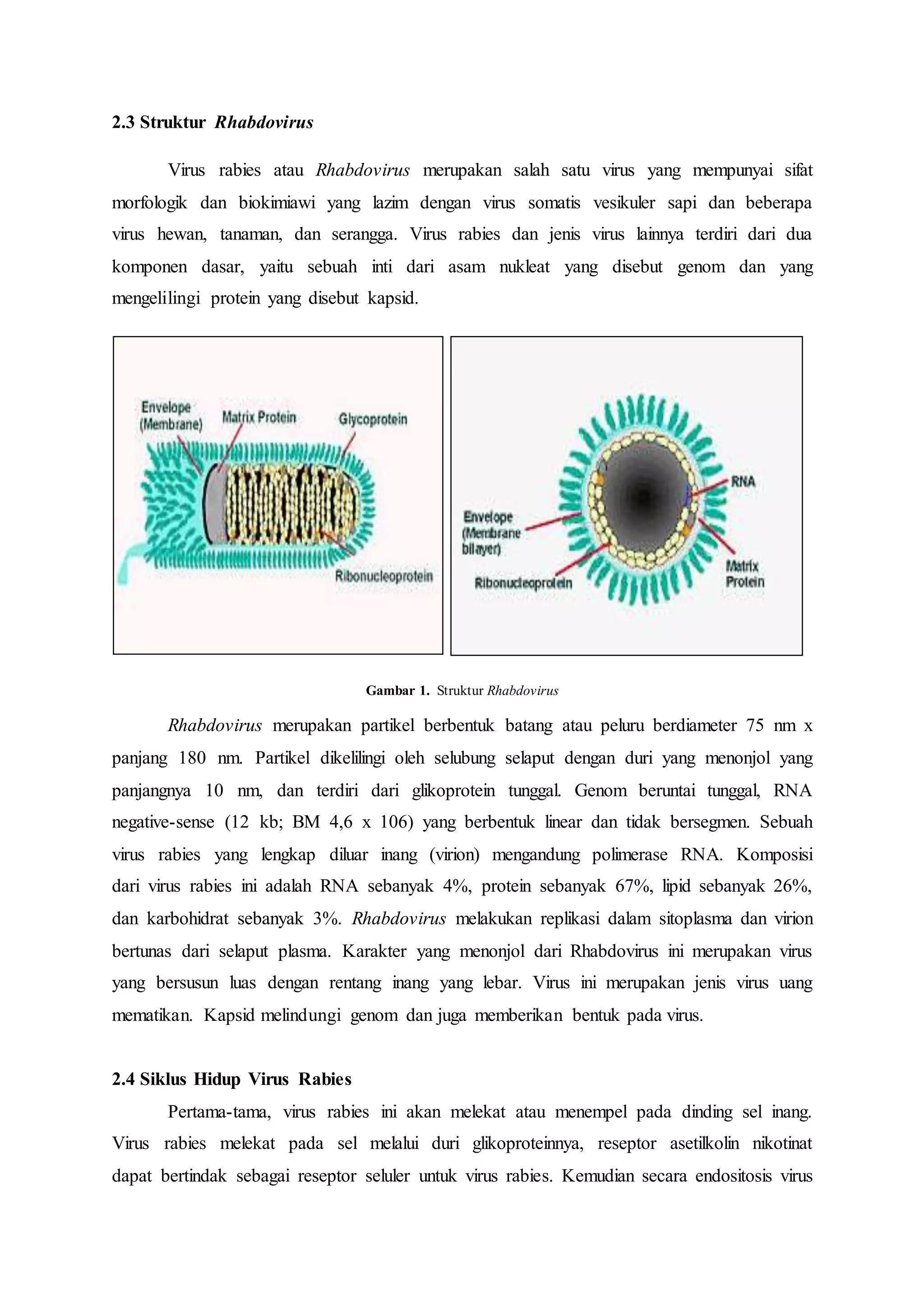Penyakit Rabies | DOCX