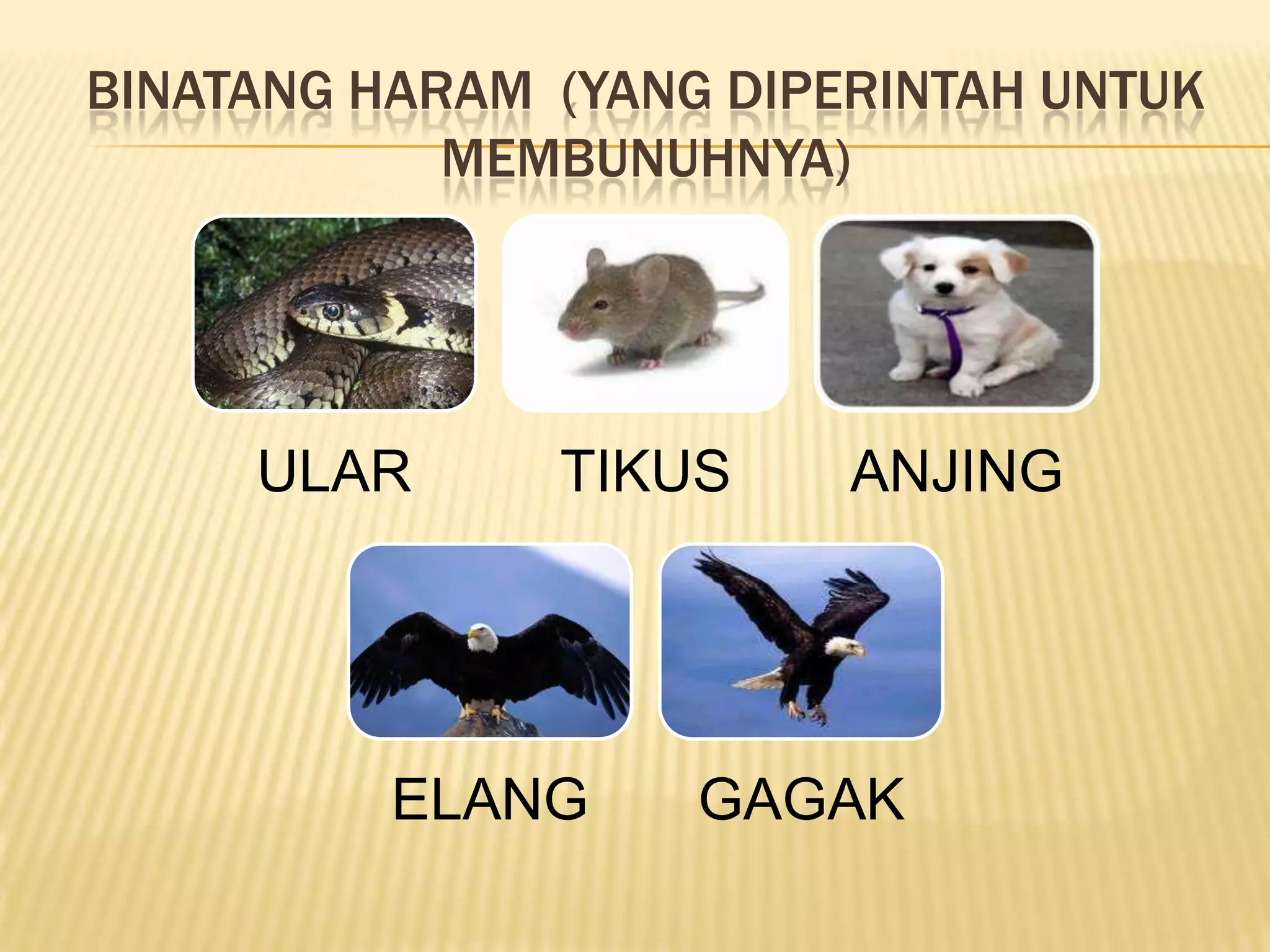 Makanan dan minuman yang halal dan yang haram | PPTX