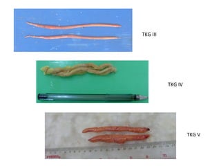 Makanan dan reproduksi ikan tilan an syarifah n | PPT