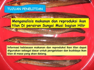 Makanan dan reproduksi ikan tilan an syarifah n | PPT
