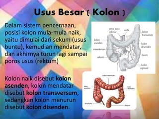 Makanan dan Sistem pencernaan - XI IPA | PPT