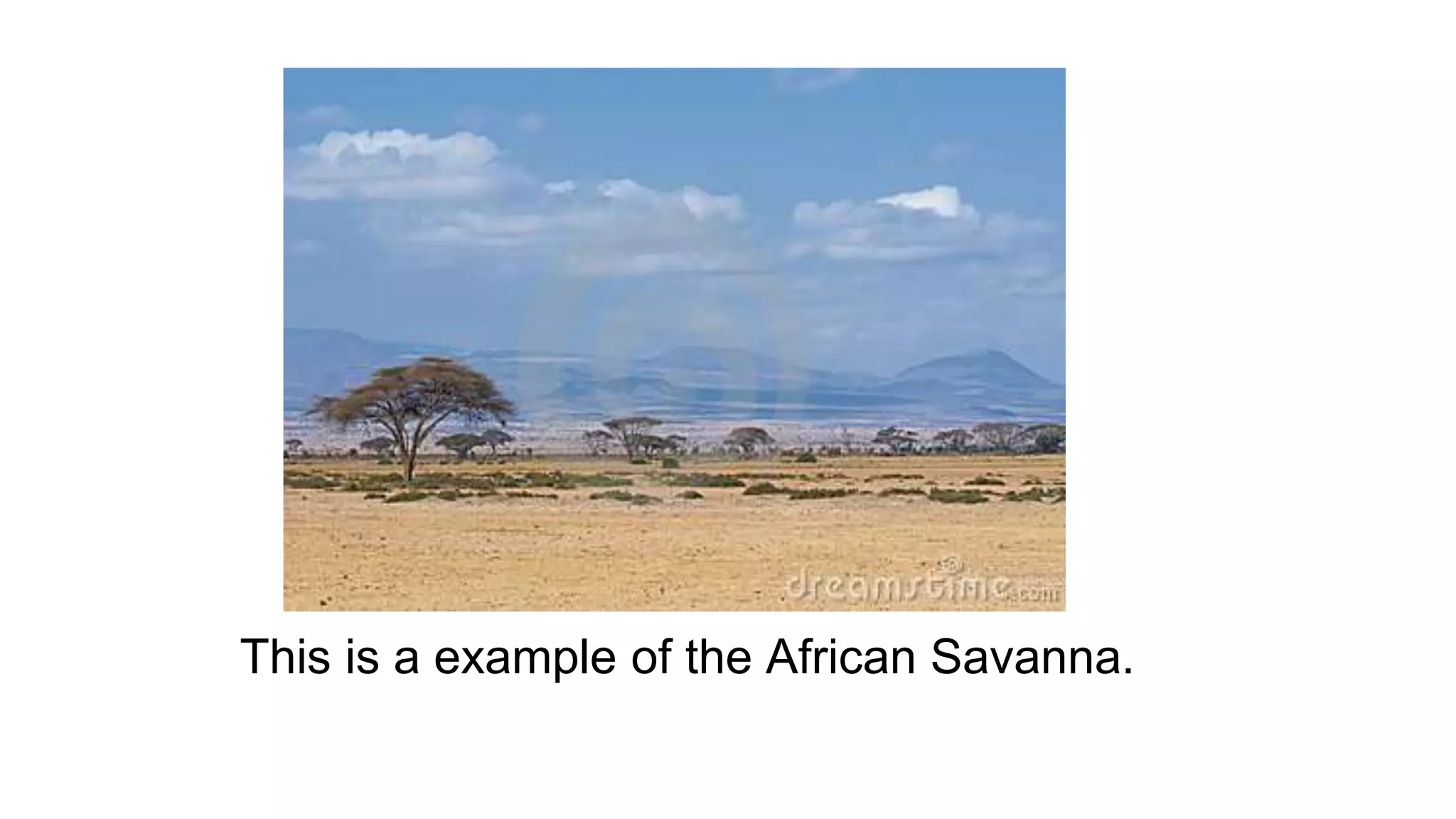 Makayla's Savannah Biome | PPTX