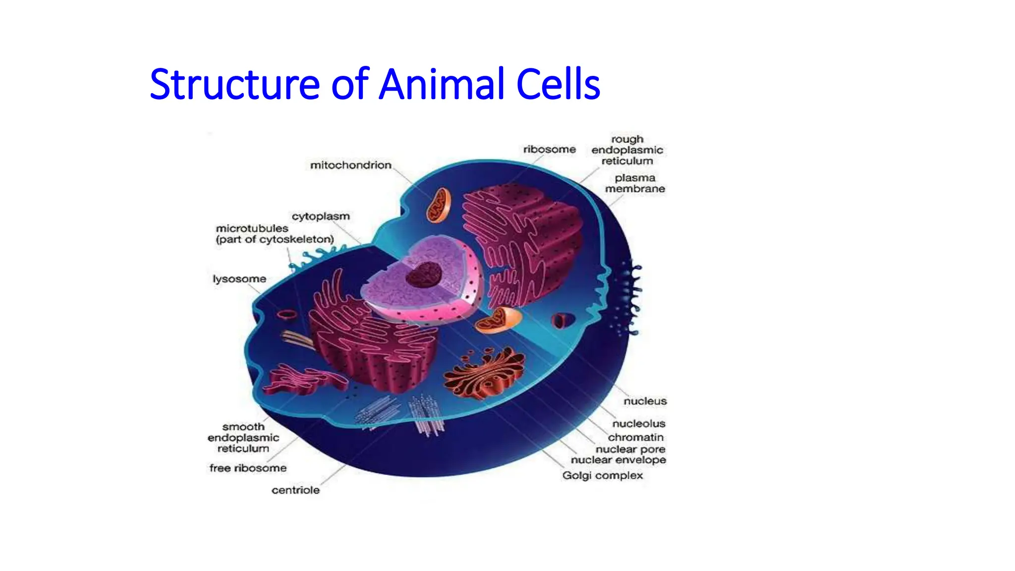 Make a presentation on basic cell biology.pptx