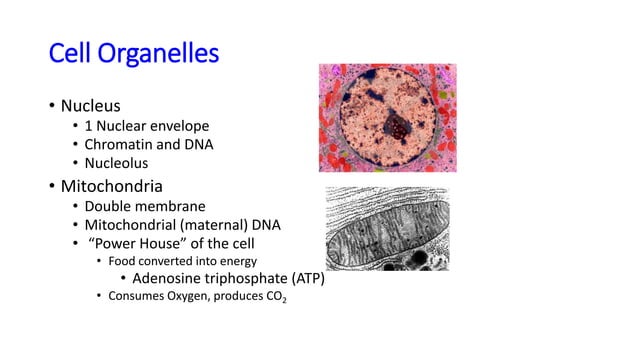 Make a presentation on basic cell biology.pptx