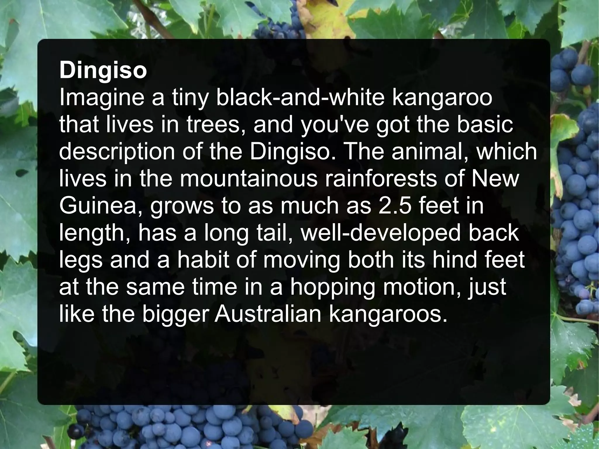 Animals that seem make believe | ODP | Large Animals | Pets