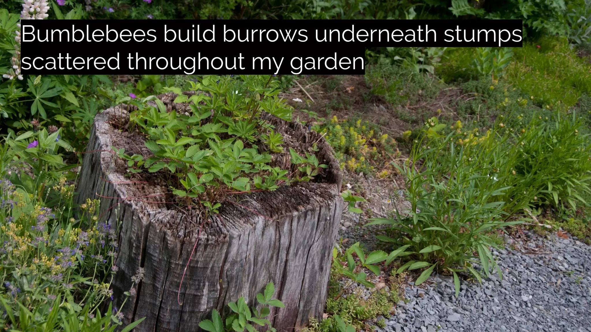 Make your garden a bee sanctuary | PDF