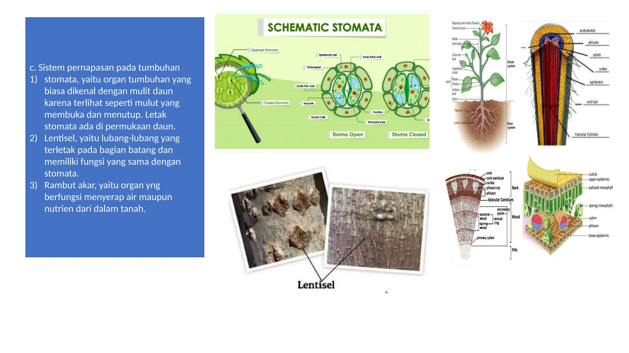 Makhluk Hidup_2024 kelas X materi IPAS SMK kelas X | PPTX