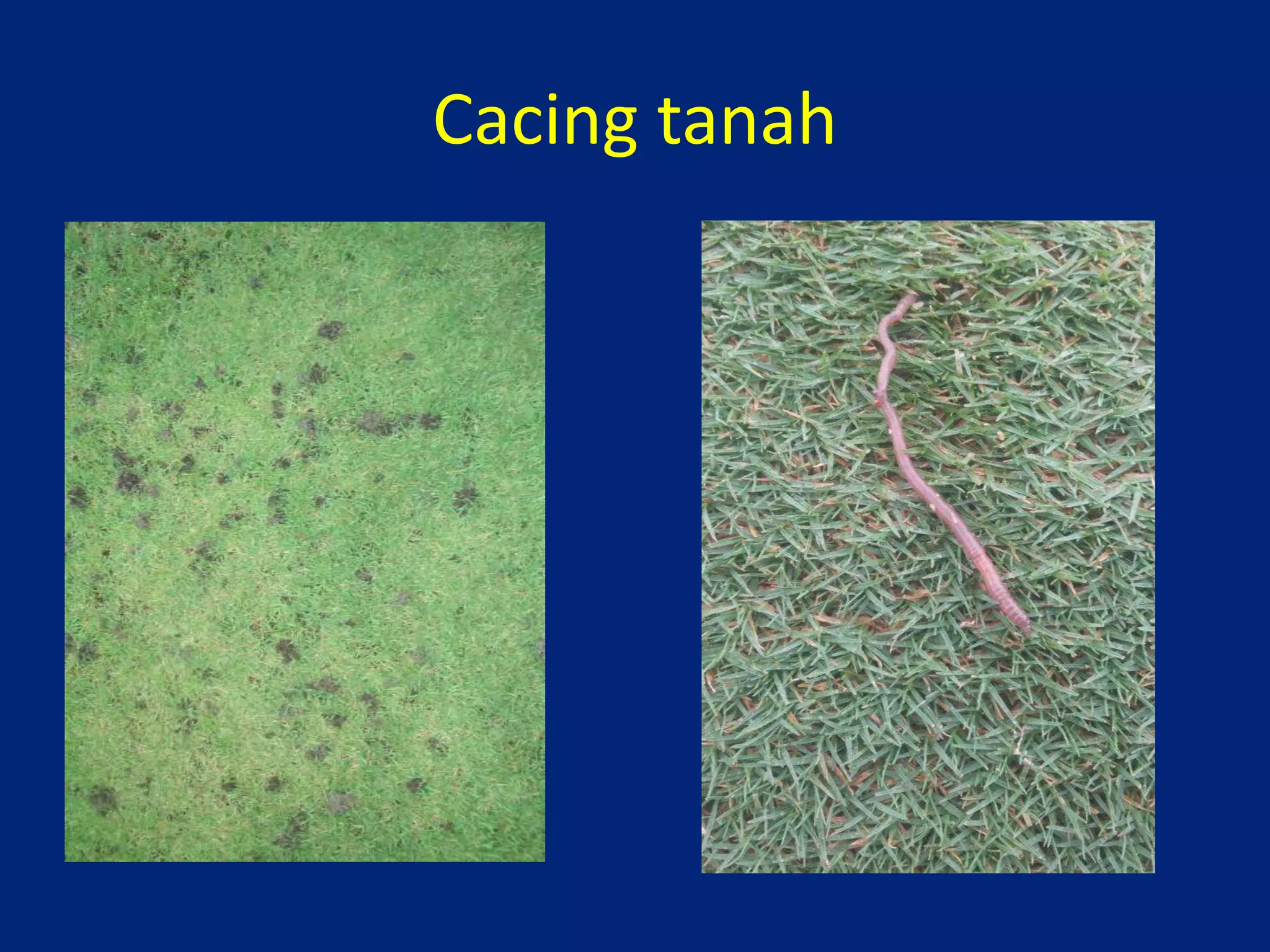 Makhluk perosak & penyakit rumput hiasan (Turfgrass pest & diseases) | PPTX