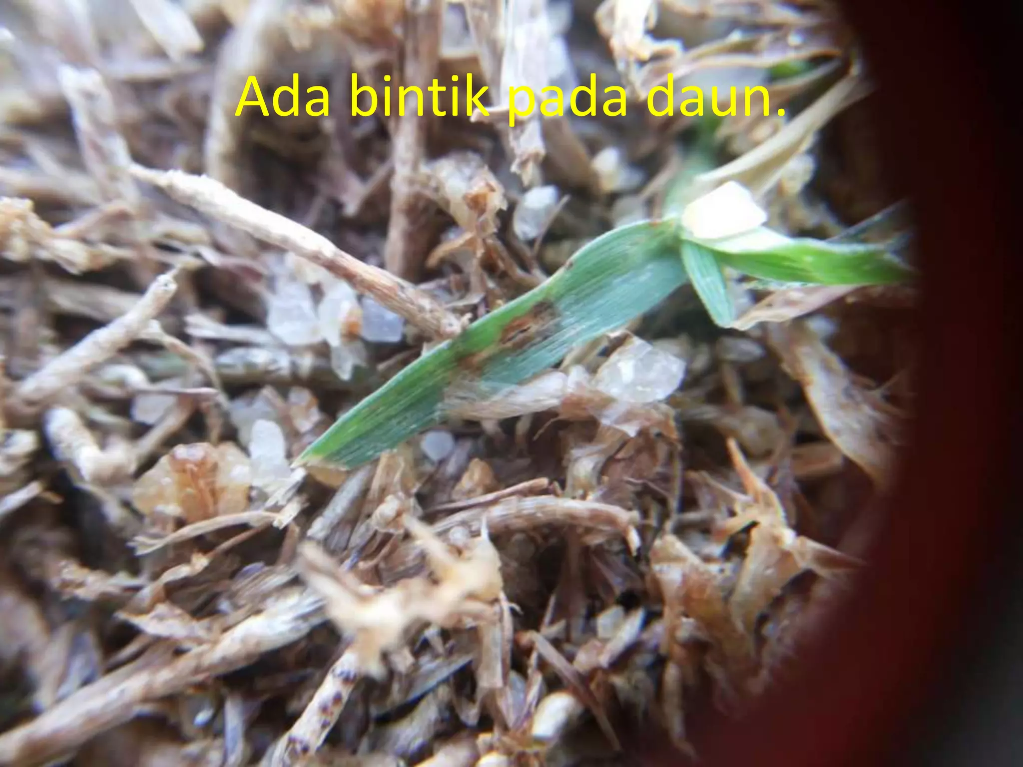 Makhluk perosak & penyakit rumput hiasan (Turfgrass pest & diseases) | PPTX