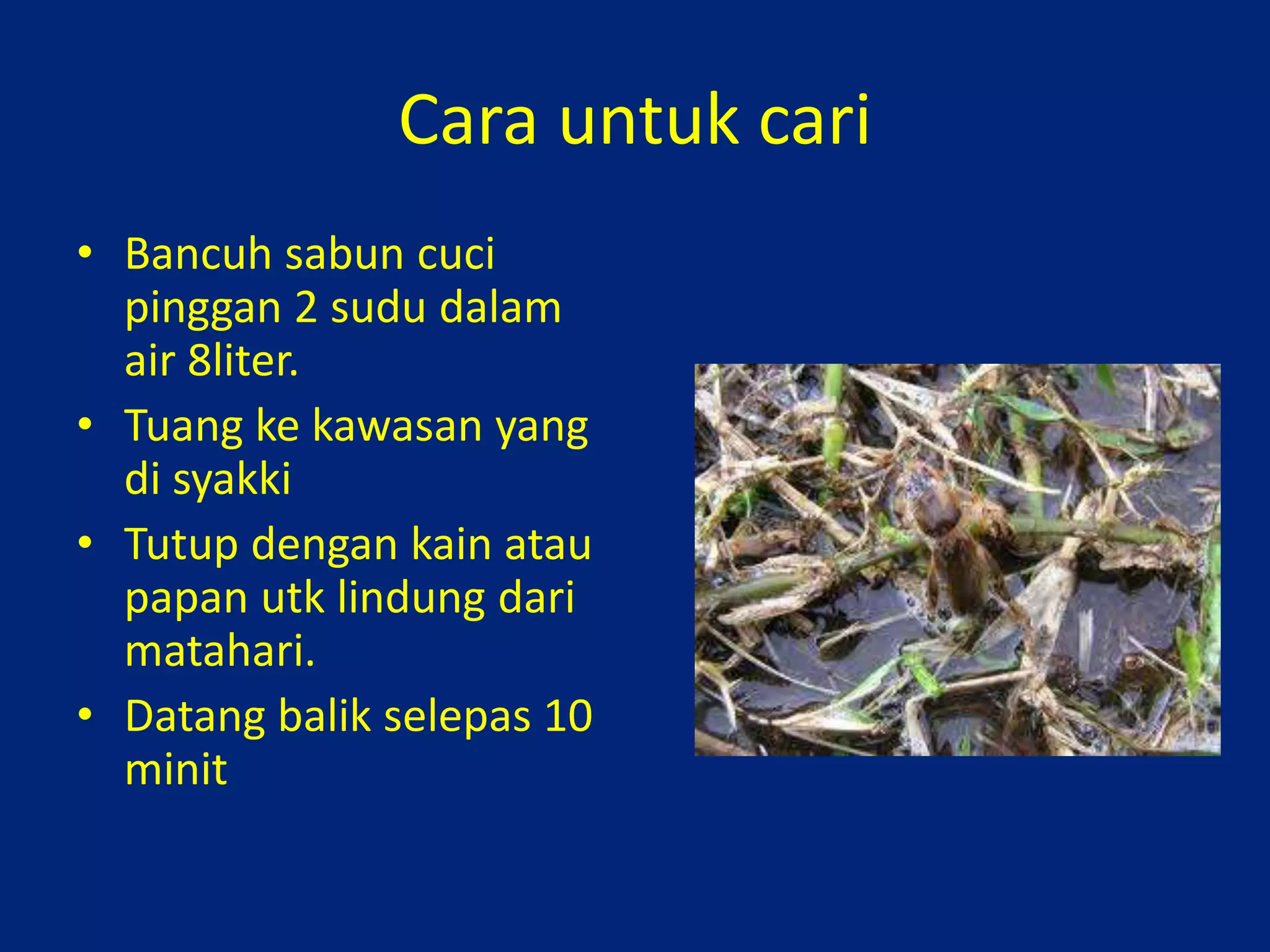 Makhluk perosak & penyakit rumput hiasan (Turfgrass pest & diseases) | PPTX