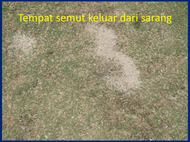 Makhluk perosak & penyakit rumput hiasan (Turfgrass pest & diseases) | PPTX