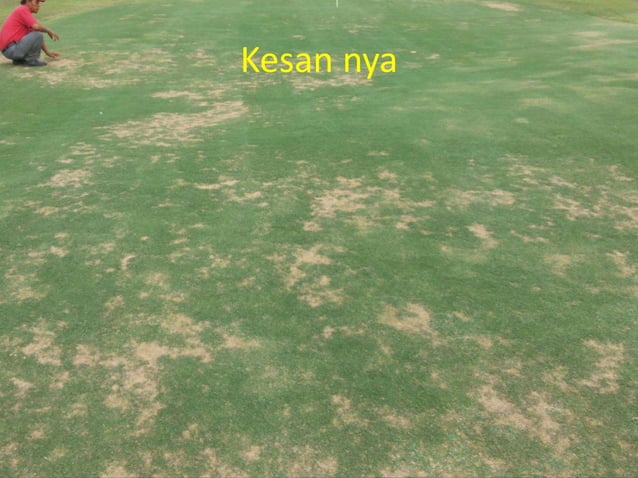 Makhluk perosak & penyakit rumput hiasan (Turfgrass pest & diseases) | PPTX