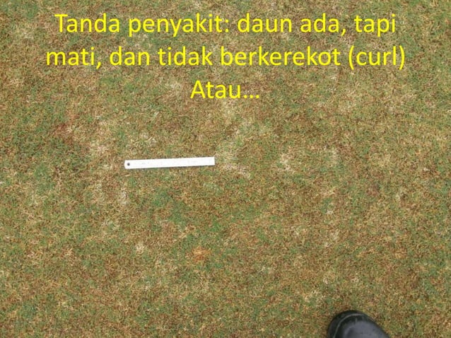 Makhluk perosak & penyakit rumput hiasan (Turfgrass pest & diseases) | PPTX
