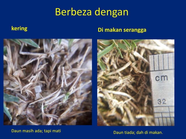Makhluk perosak & penyakit rumput hiasan (Turfgrass pest & diseases) | PPTX