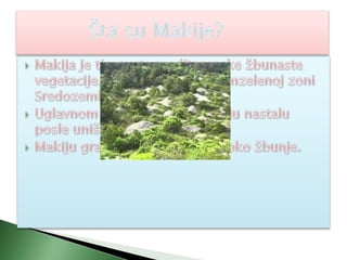 Makije | PPTX
