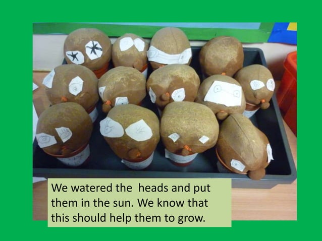 Making a grass head in science | PPTX