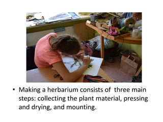 Making a herbarium | PPTX