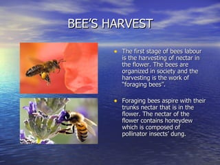 Making honey | PPT