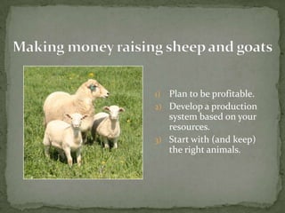 Making money with sheep and goats | PPTX