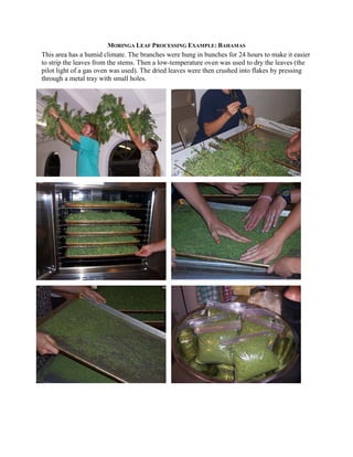Making moringa leaf_powder | PDF