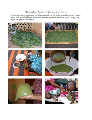 Making moringa leaf_powder | PDF