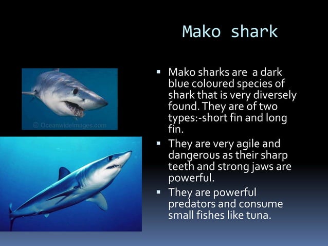 Mako shark ppt | PPTX