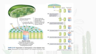 Photosynthesis, introduction, mechanism factors | PPT