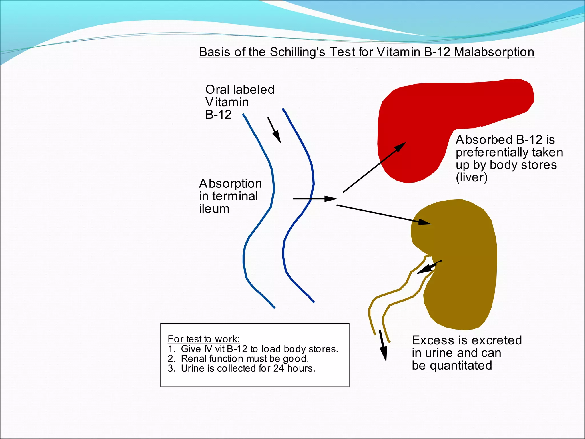 Malabsorption | PPT