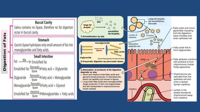 Fat, protien, lipids, carbohydrate Malabsorption and Chronic ...