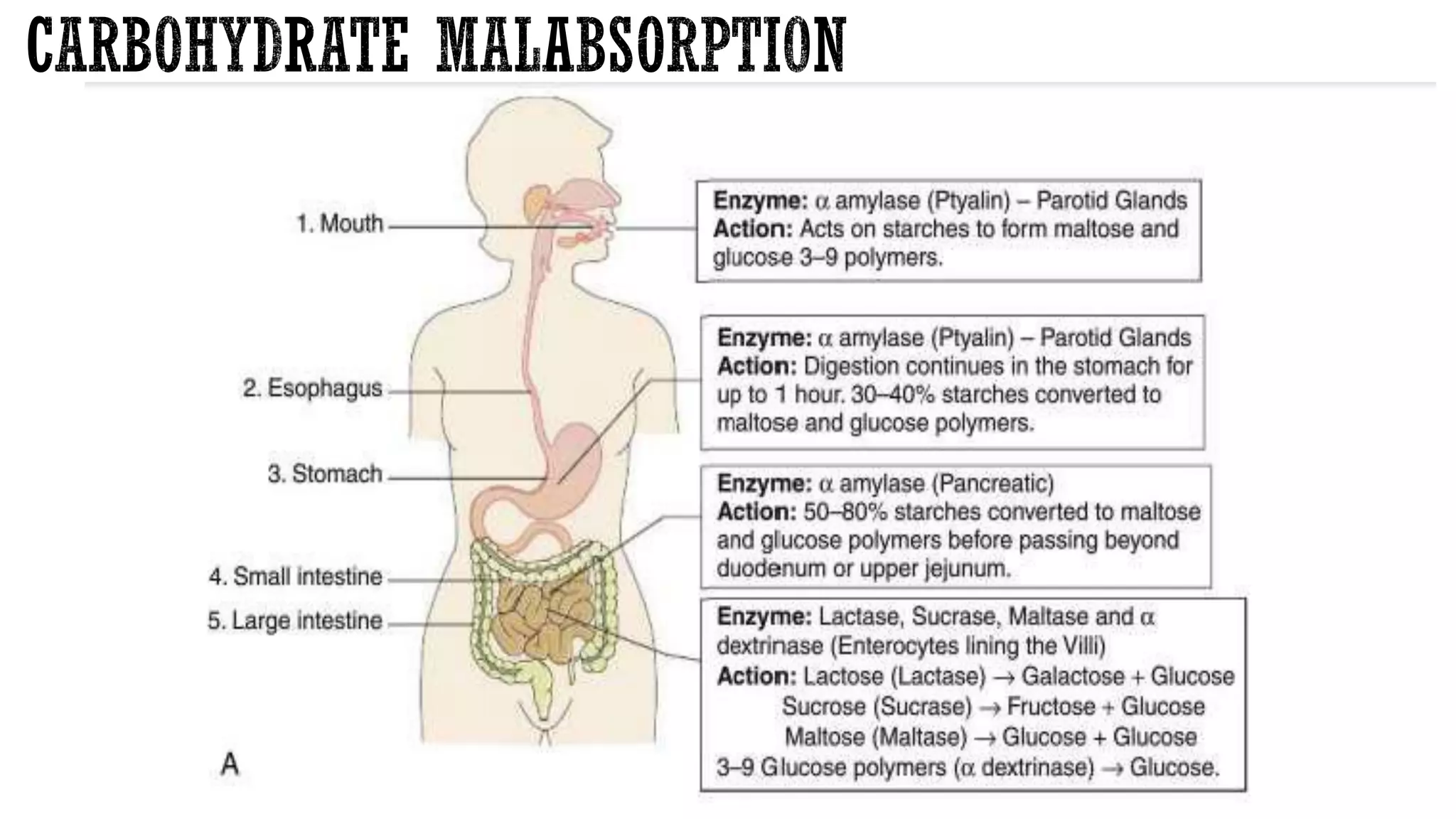 Malabsorption in children | PDF