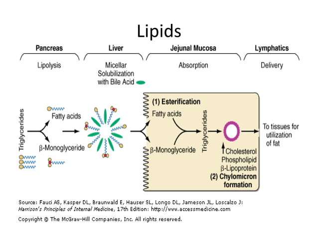 Malabsorption syndrome ppt | PPT | Digestive Disorders | Diseases and ...