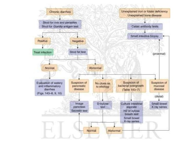 Malabsorption syndrome: pathophysiology and diagnosis. Teaching slides ...
