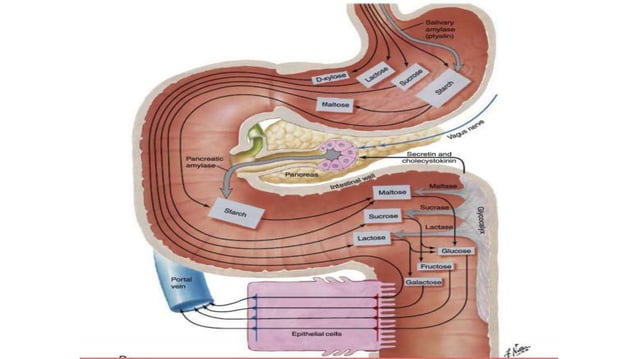 Malabsorption syndrome | PPTX