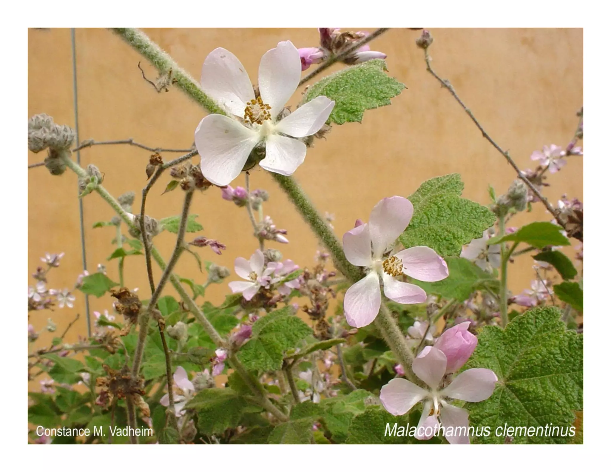 Malacothamnus clementinus web show | PDF