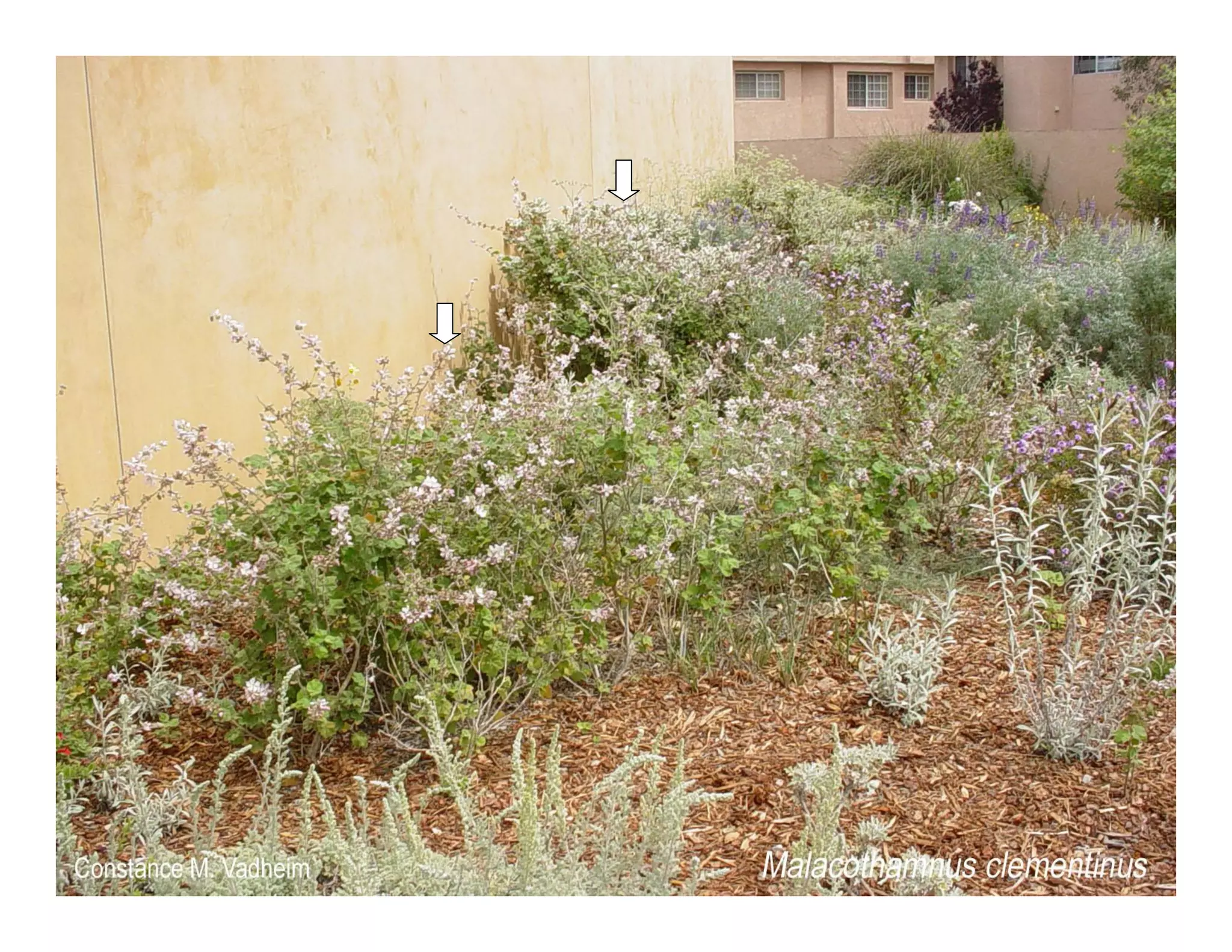 Malacothamnus clementinus web show | PDF