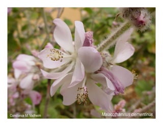 Malacothamnus clementinus web show | PDF