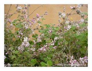 Malacothamnus clementinus web show | PDF