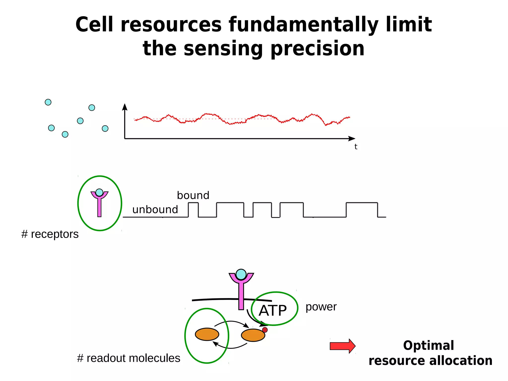 How can cells precisely measure time-varying external signals? - Giulia Malaguti | PPT