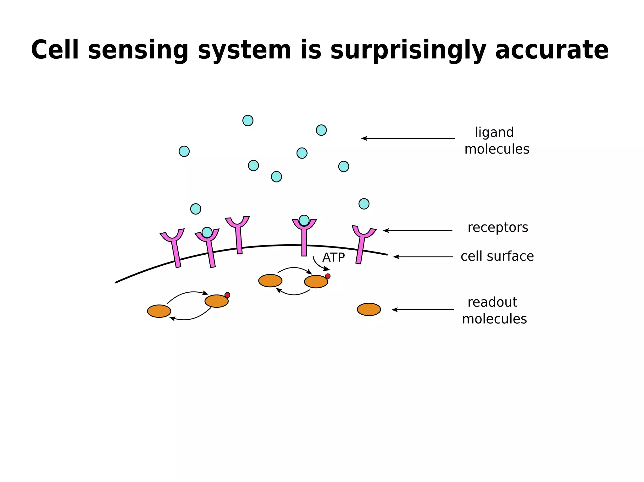 How can cells precisely measure time-varying external signals? - Giulia ...
